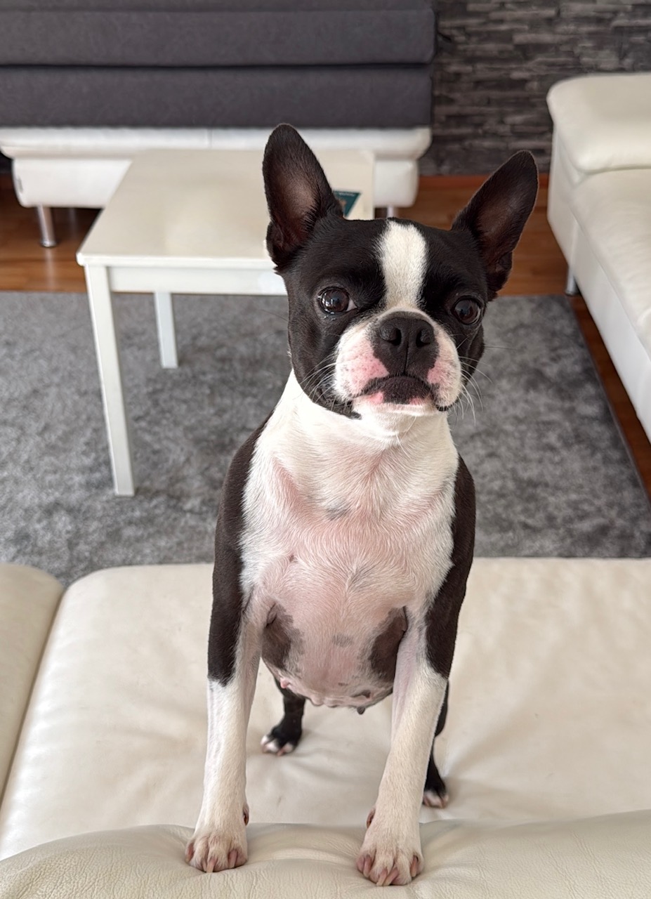 Boston & English Toy Terrier of Mystic Infinity - Ari, Boston Terrier