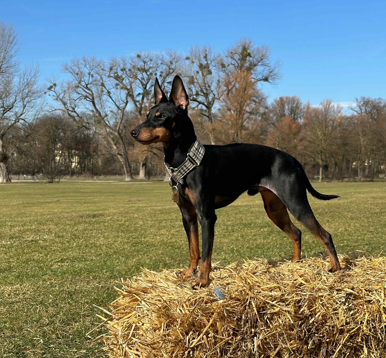 Boston & English Toy Terrier of Mystic Infinity - Odin, English Toy Terrier