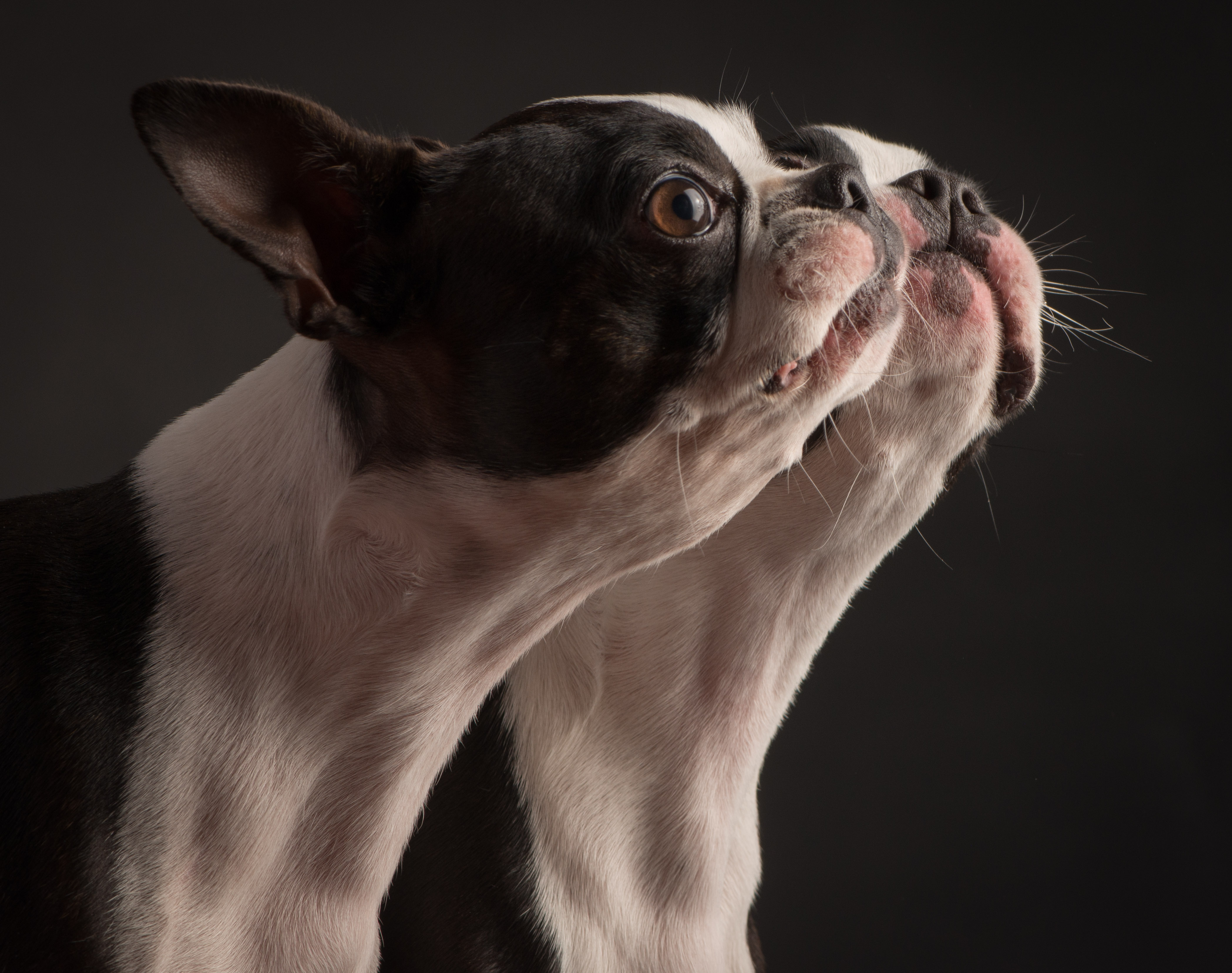 Boston & English Toy Terrier of Mystic Infinity - Bildergalerie