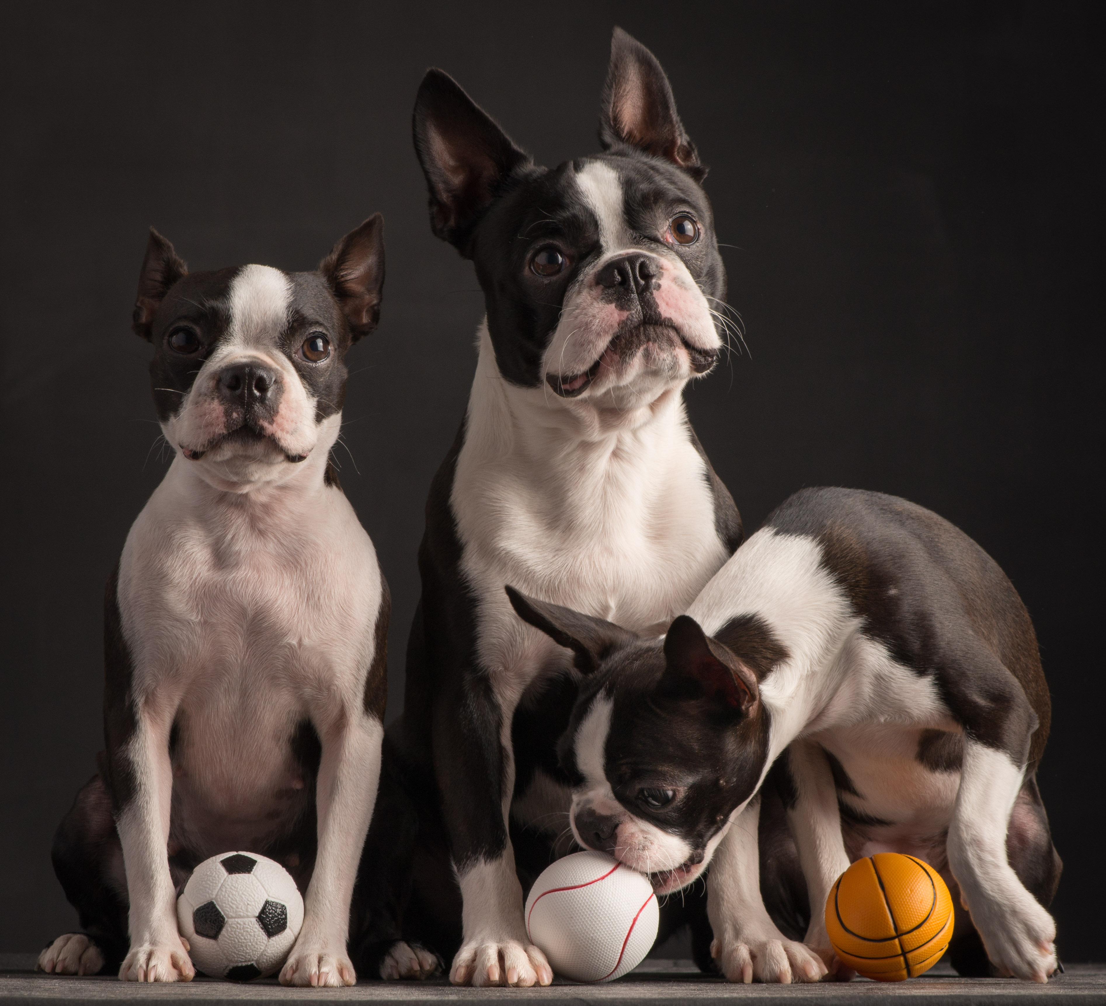 Boston & English Toy Terrier of Mystic Infinity - Bildergalerie