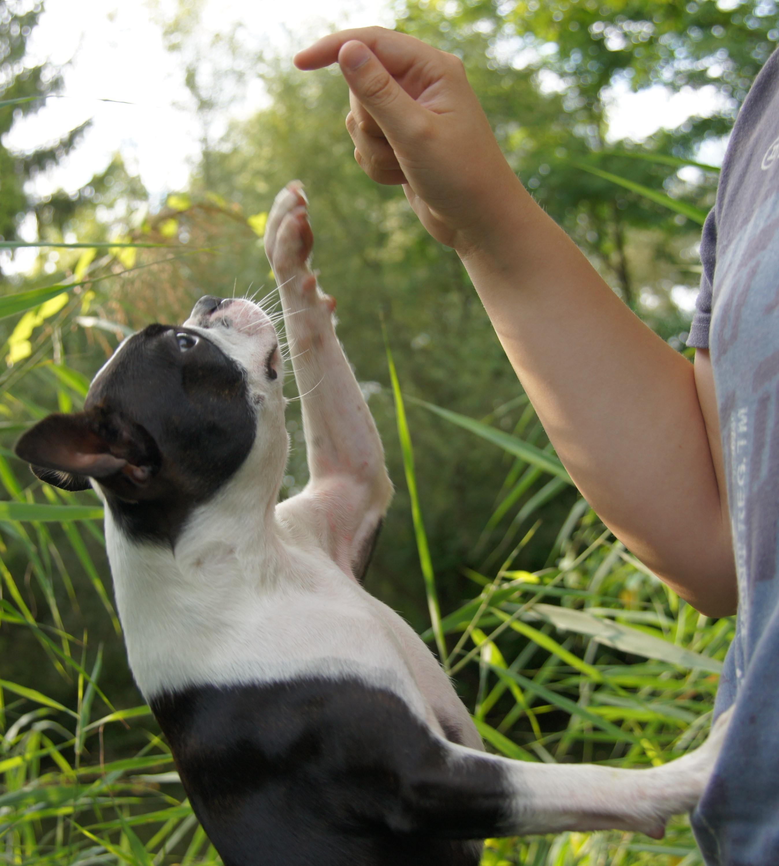 Boston & English Toy Terrier of Mystic Infinity - Bildergalerie