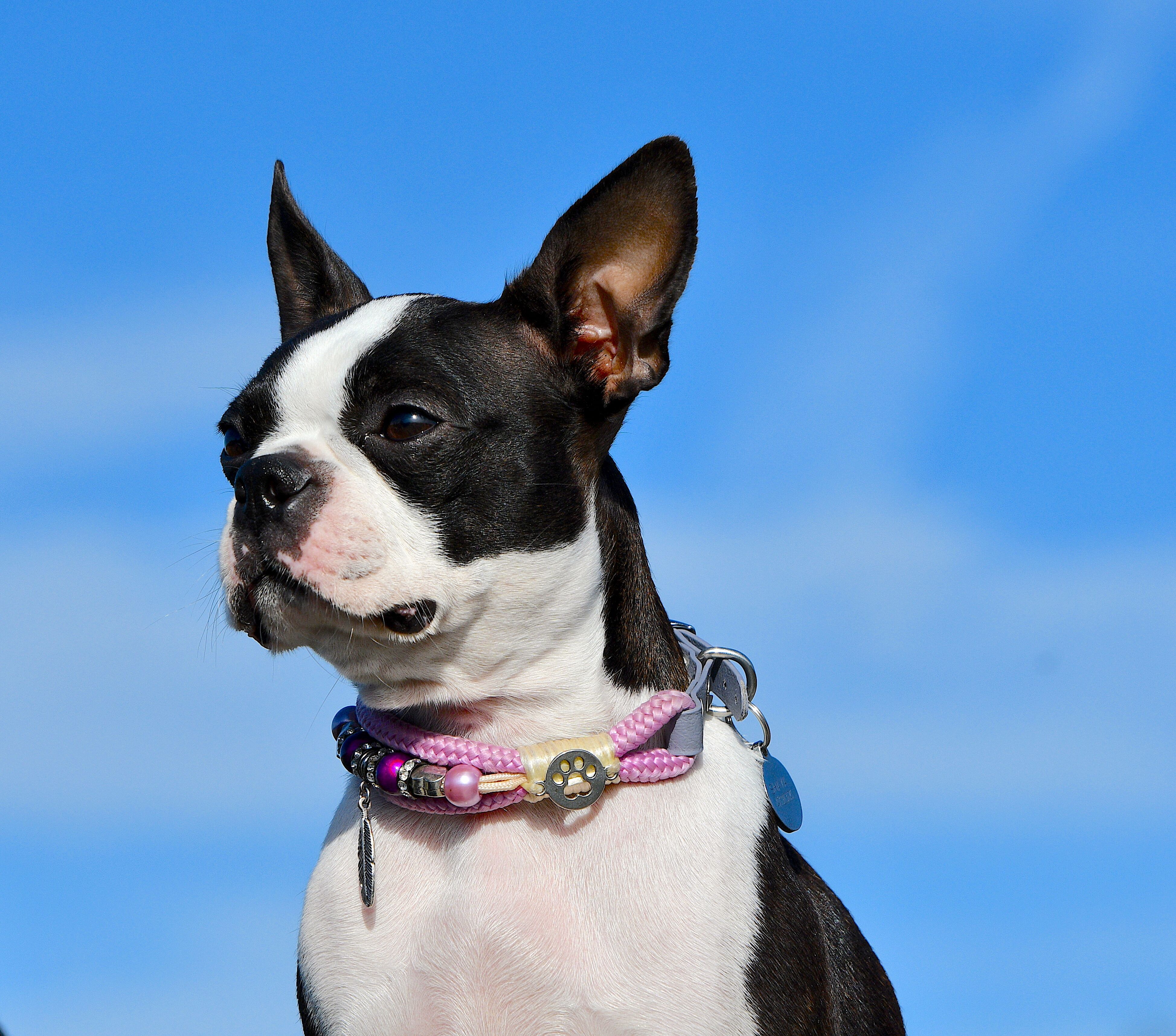 Boston & English Toy Terrier of Mystic Infinity - Shaya, Boston Terrier